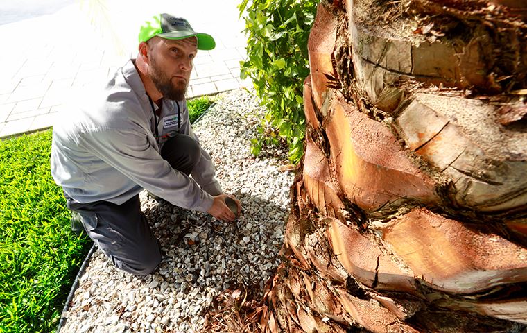 Home Lawn Care And Pest Control In Cape Coral Fl Coastal Lawn And Pest Inc