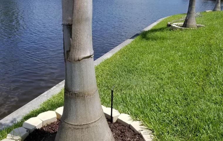 Palm Trees | Ant Control in Cape Coral