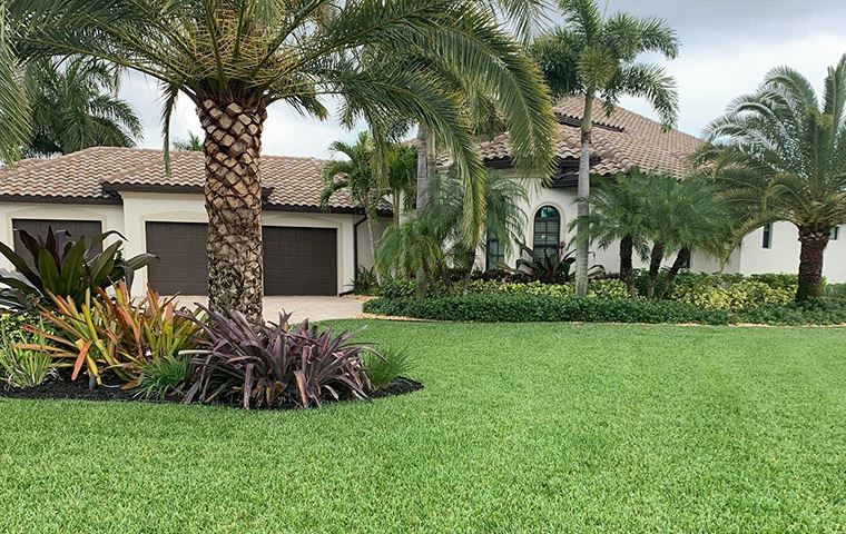 Palm Trees | Ant Control in Cape Coral